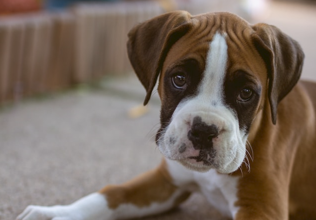 Responsible Rescue: How to Really Help an Animal in Need. elephant journal