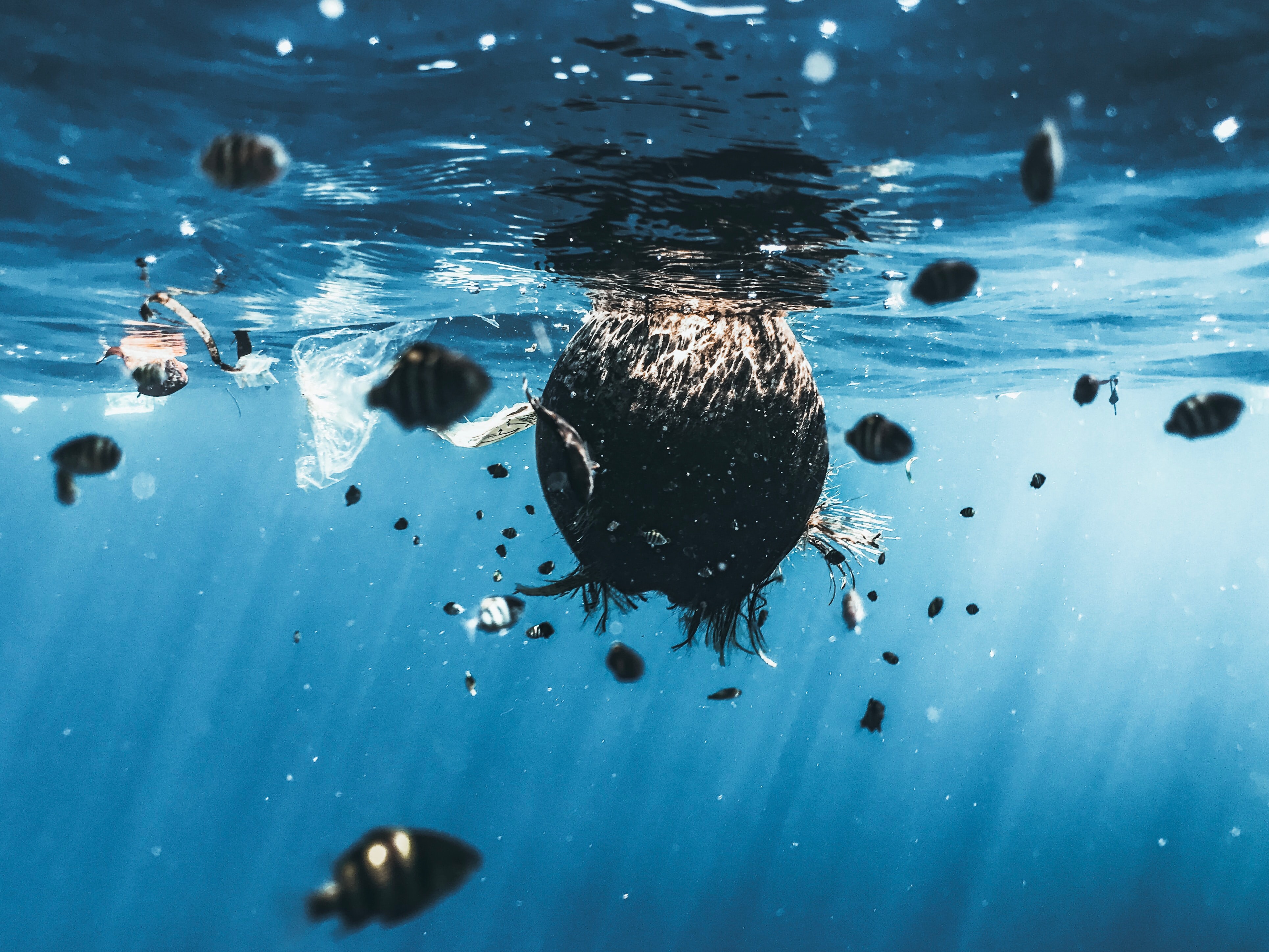 The Oceans are Dying: 4 Ways you & I can Save Them. | elephant journal