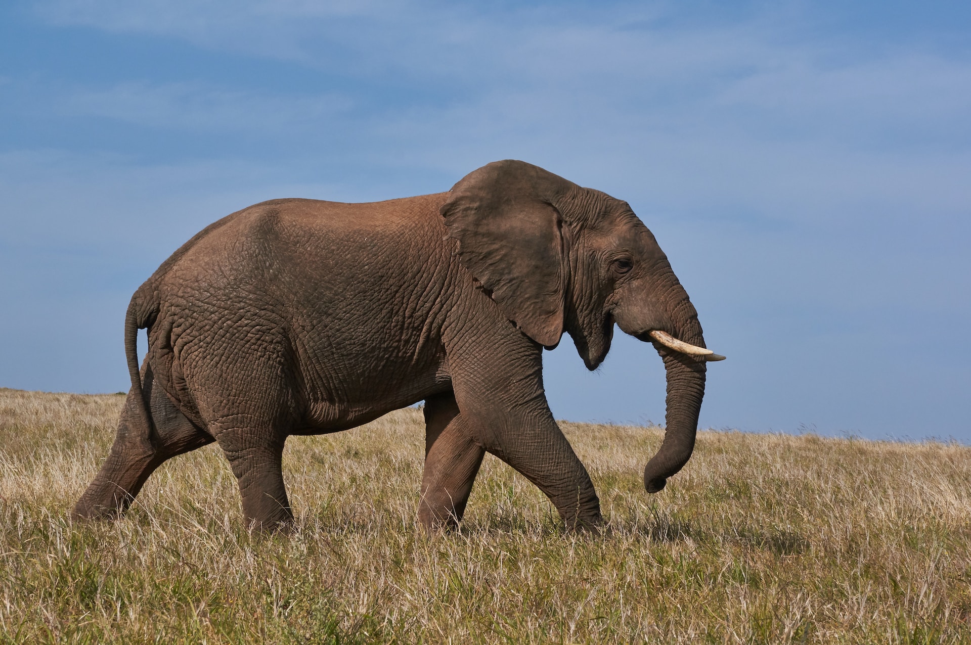 5 Simple Ways Elephants Teach us to be Better Humans. | elephant journal