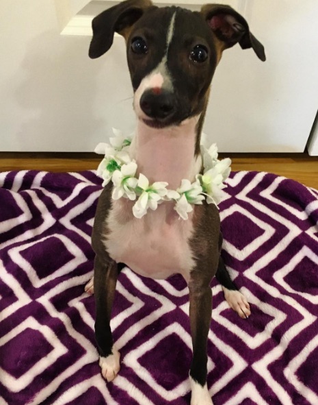 Life Lessons from a Buddha Puppy. | elephant journal