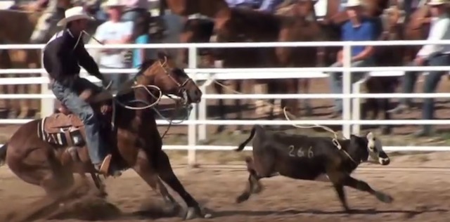 The Dark Side of the Rodeo. | elephant journal