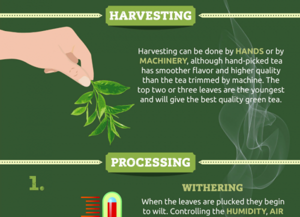 How to Save the Planet---One Cup of Green Tea at a Time. {Infographic ...