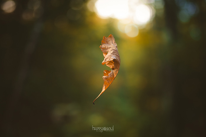 What Fall teaches us about Letting Go. | elephant journal