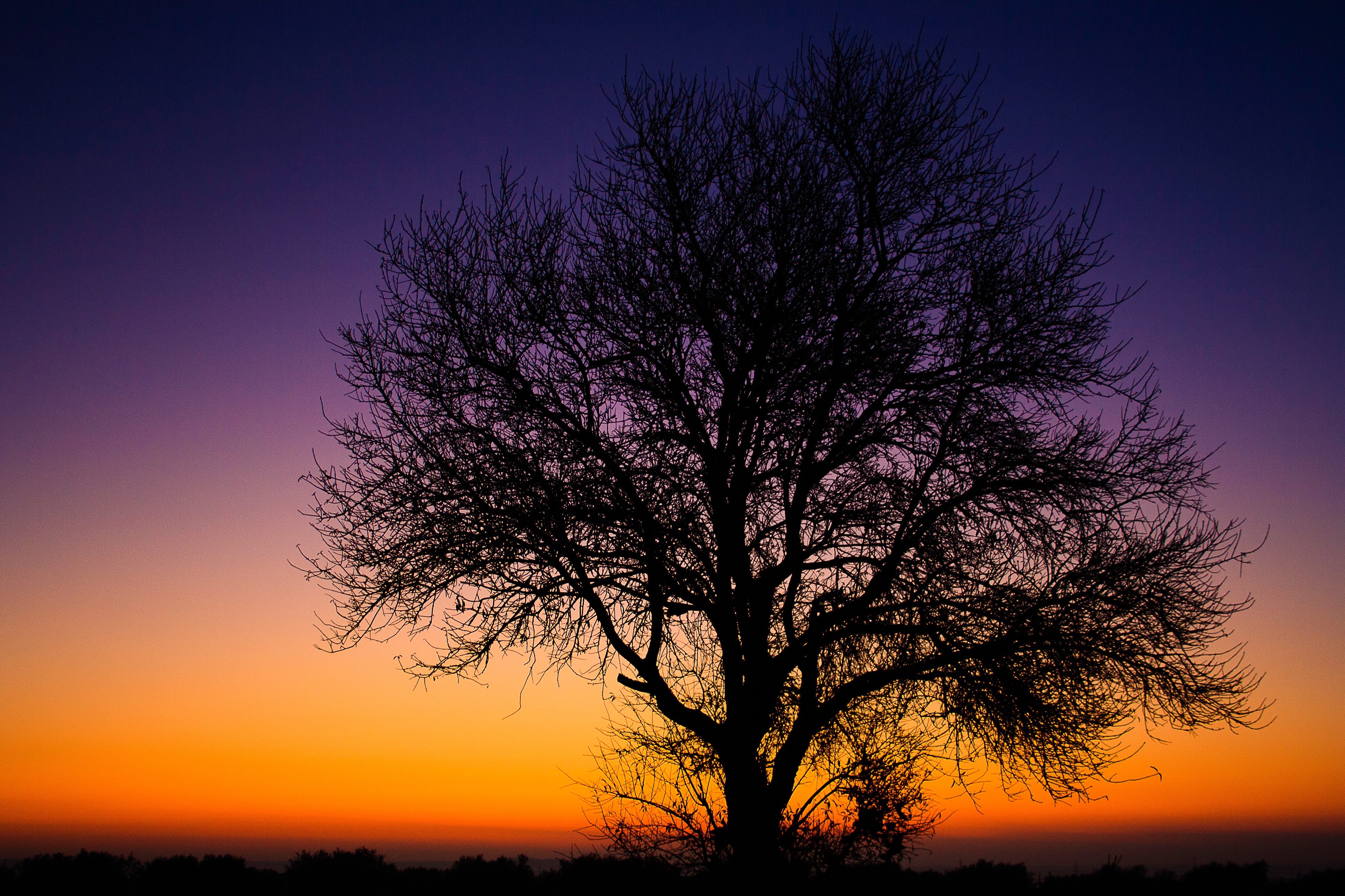 The Ambrosial Hours | elephant journal