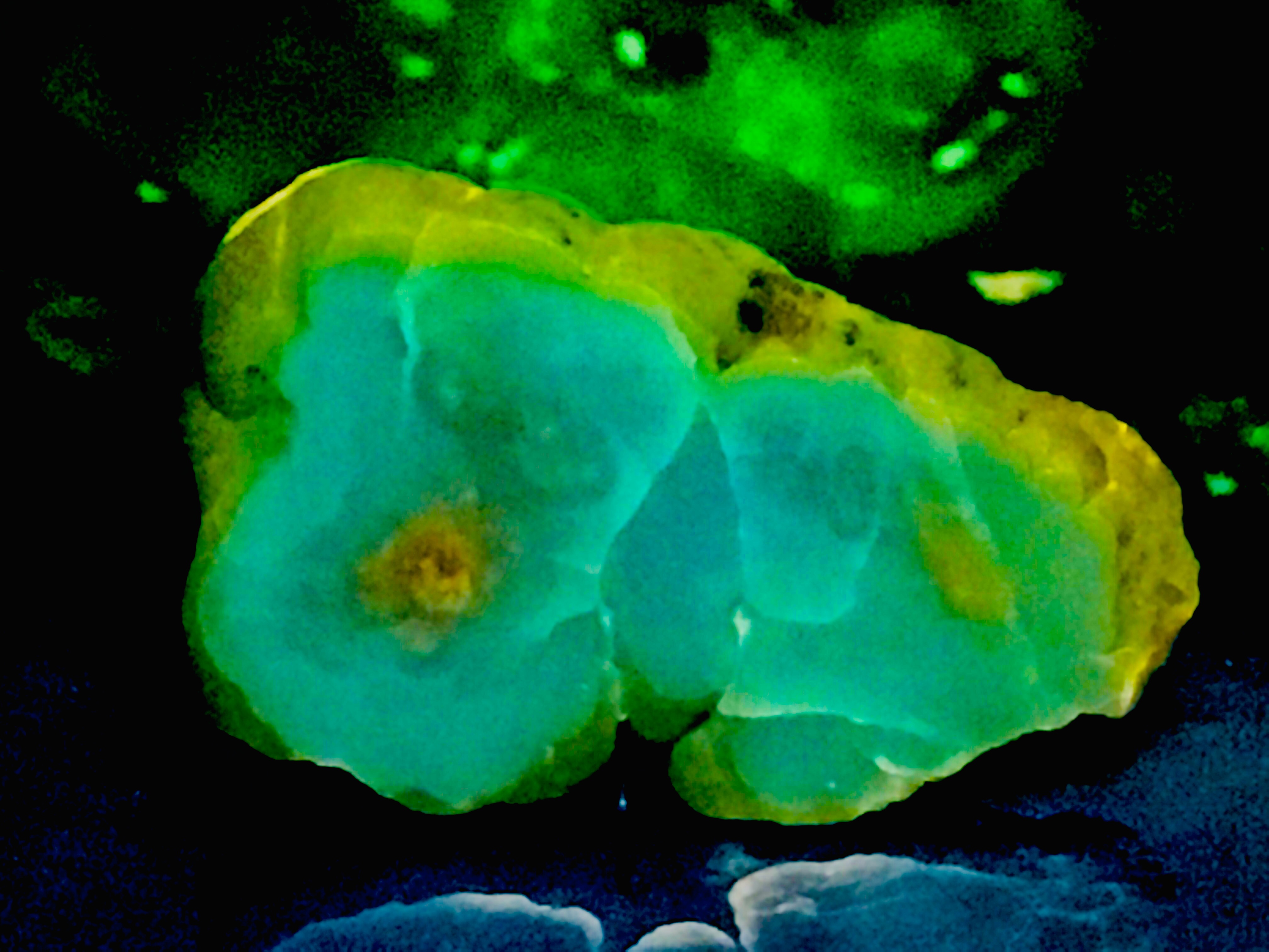 Embryo | elephant journal