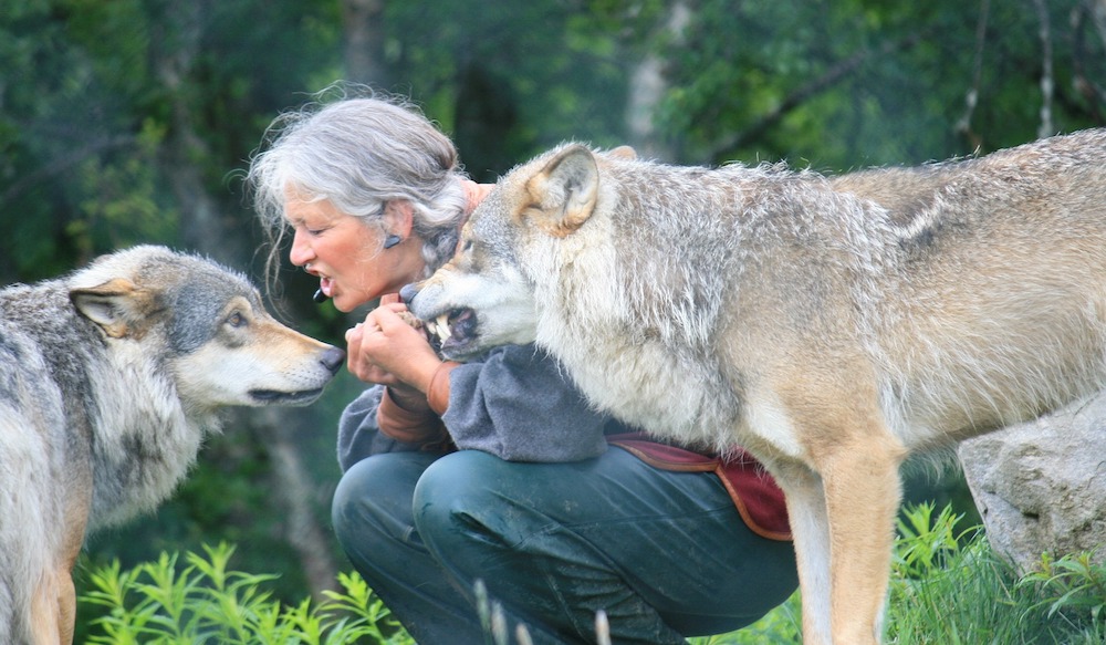 Why I Trust Wolves more than I Trust Humans. | elephant journal