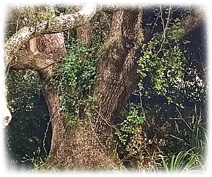 How Mental Illness Led Me to Embrace a Crone’s Life: Aging, Wisdom and ...