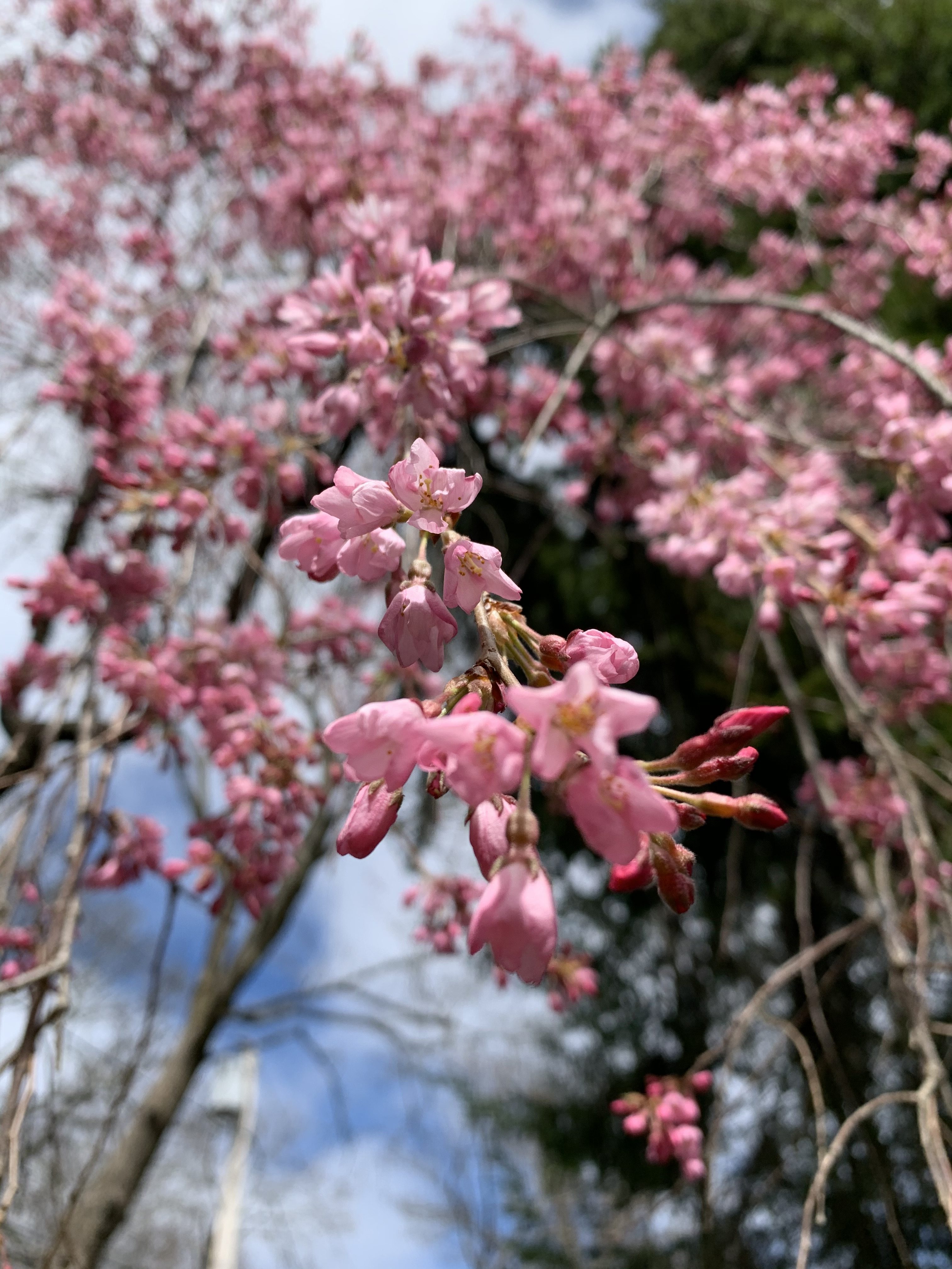 Heal Stress and Anxiety Now with Flower Essences, Our Plant Allies ...