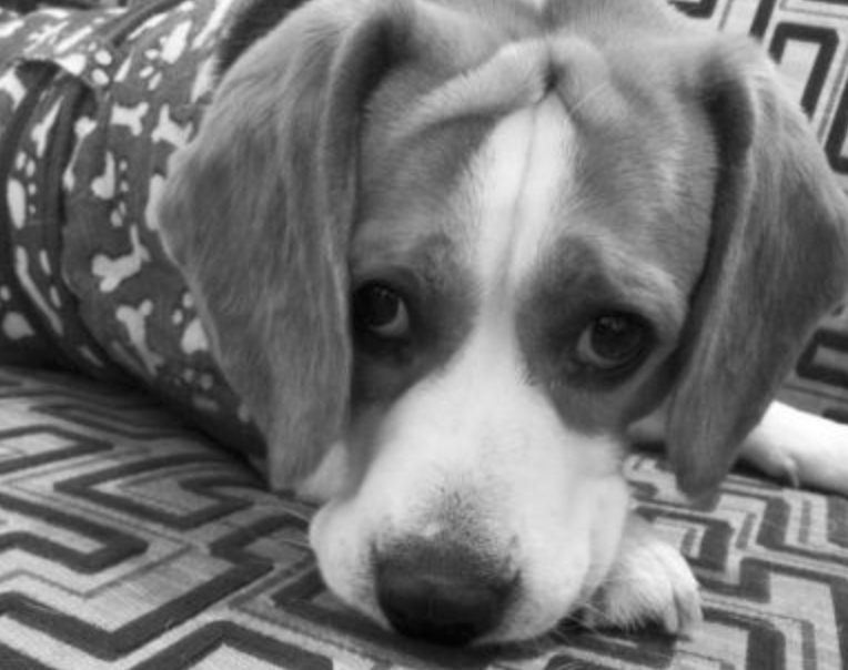 A Dog named Romeo: Lessons in Love, Loss & Surviving Uncertainty ...