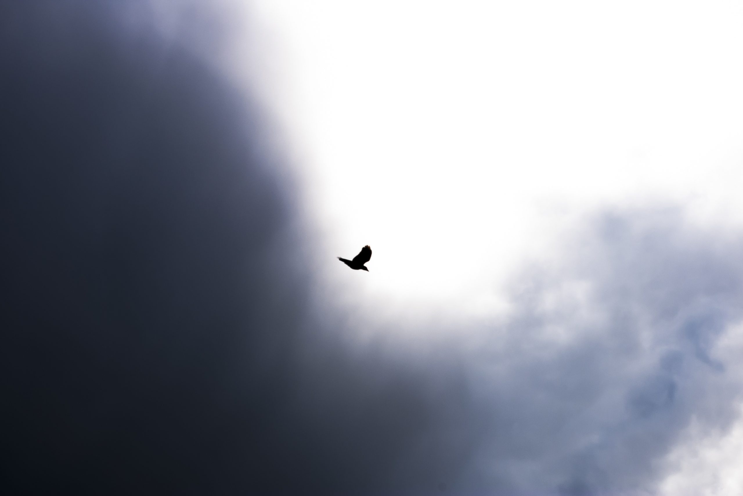 Fly High Little Birdie | elephant journal