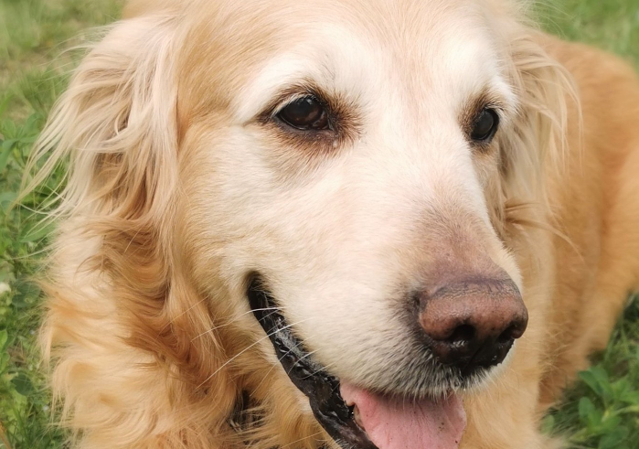 5 Ways your Animals can help Boost your Creativity. | elephant journal