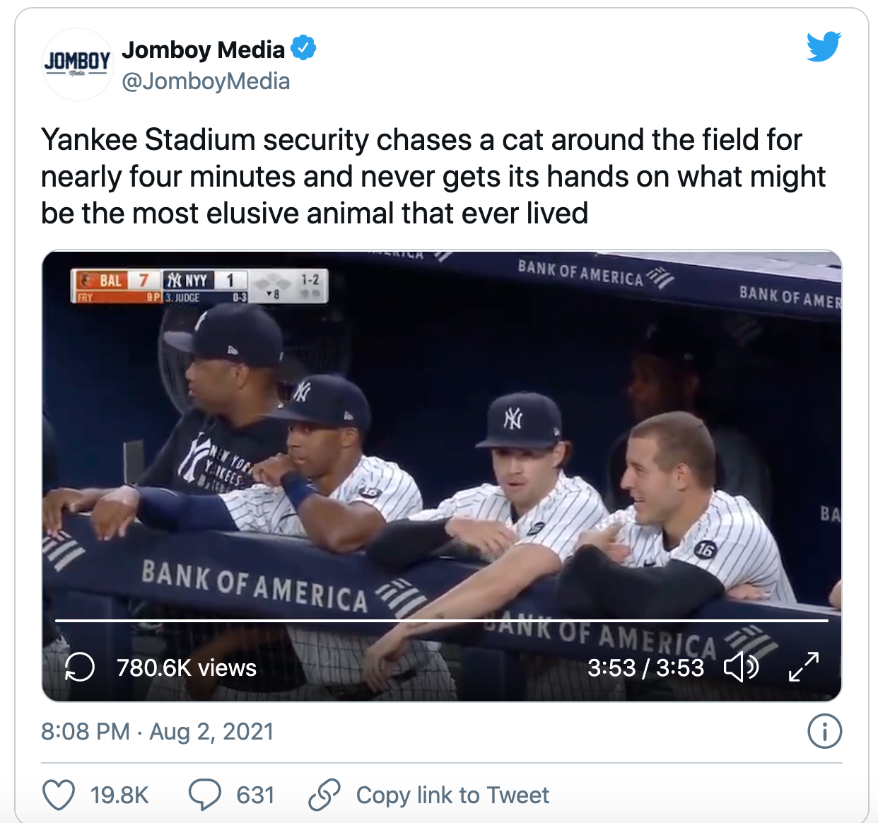 This video of a cat at the Yankees game is Everything. | elephant journal
