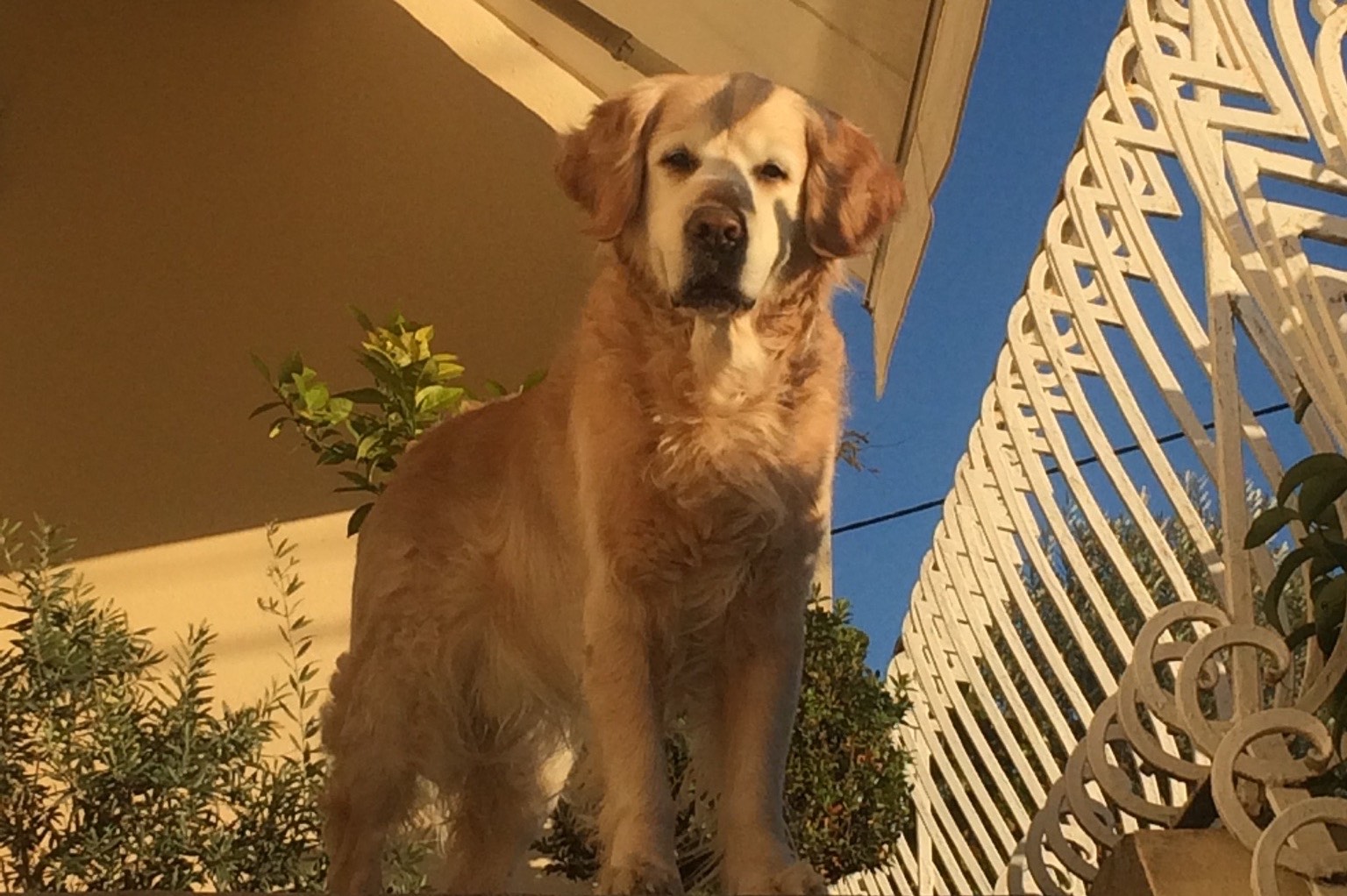 Ducat, my Sweet Golden Friend: Thank you for your Unconditional Presence.
