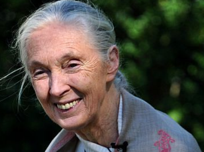 4 Jane Goodall Quotes for Hope in Dark Times. | elephant journal