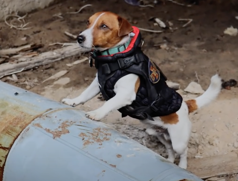 Meet Patron: the Bomb-Sniffing Dog who received State Honors from ...