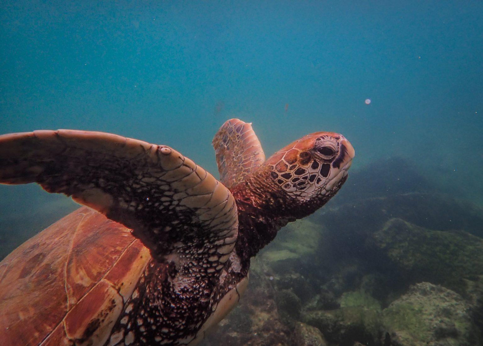 The Mystical Symbolism of the Sea Turtle: 5 Messages for World Turtle ...