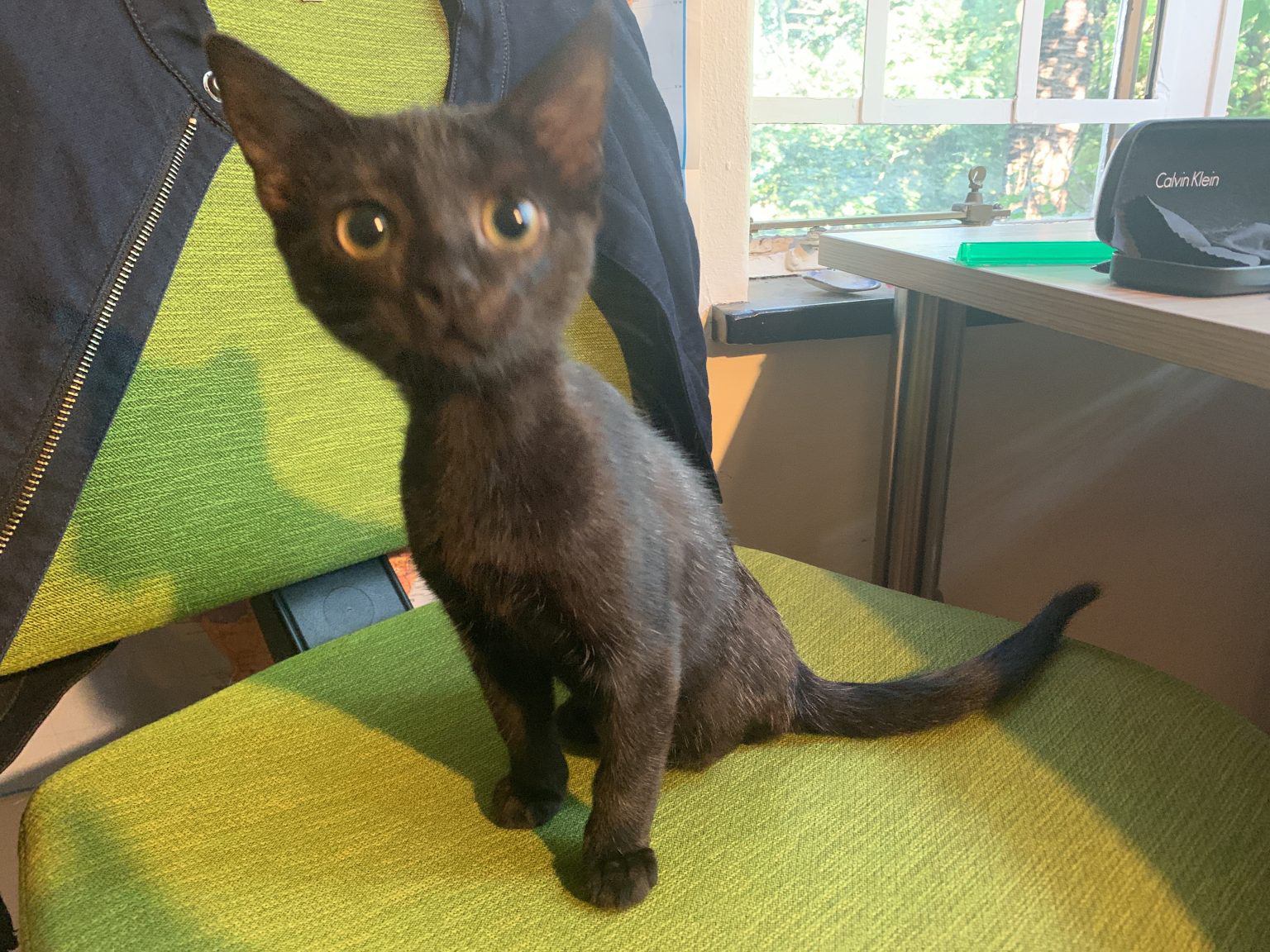 What a Three-Legged Cat Taught me about New Beginnings. | elephant journal