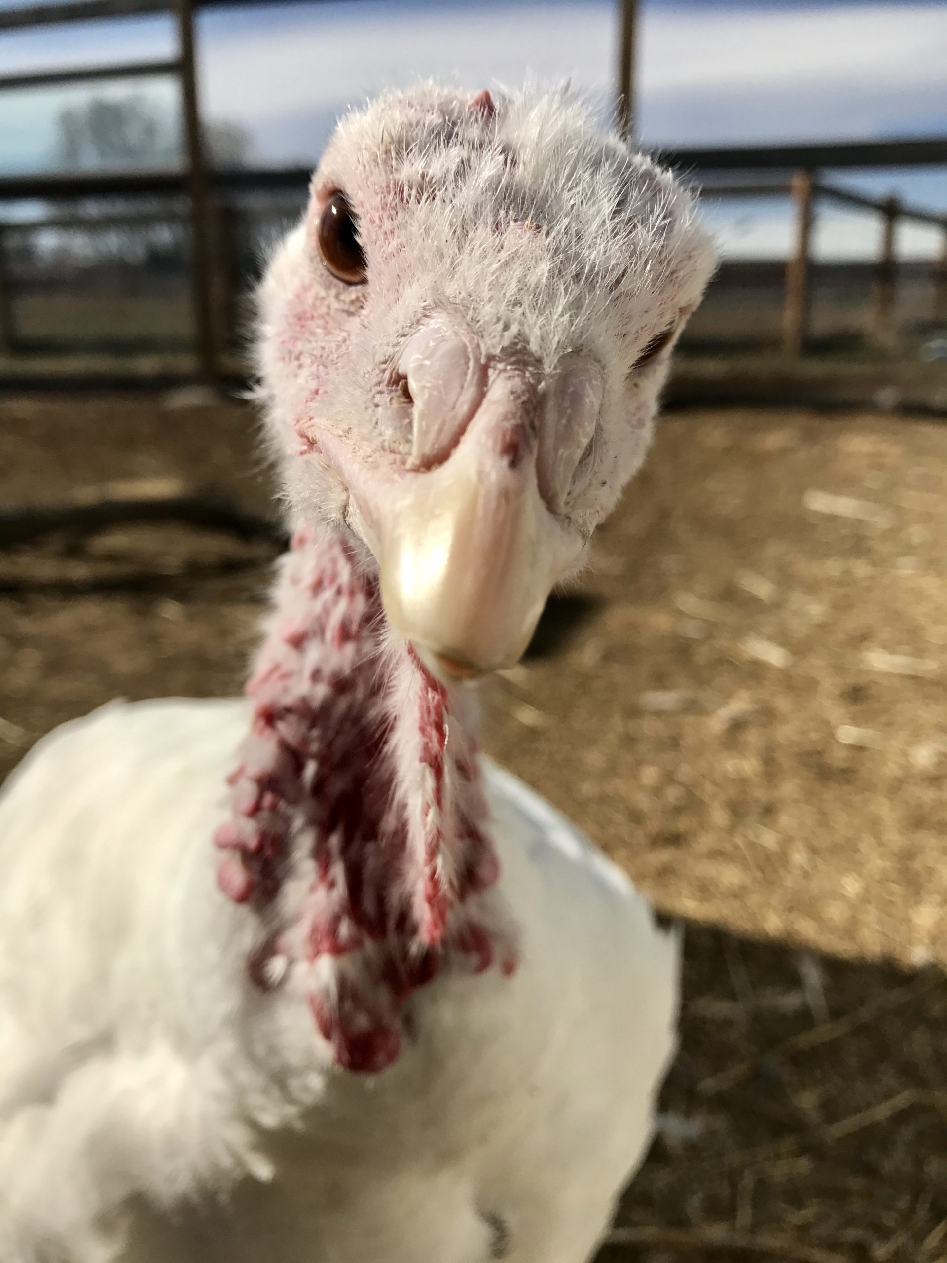 Rescued Turkey MATCHA: Giving Thanks for Life at Luvin Arms | elephant ...