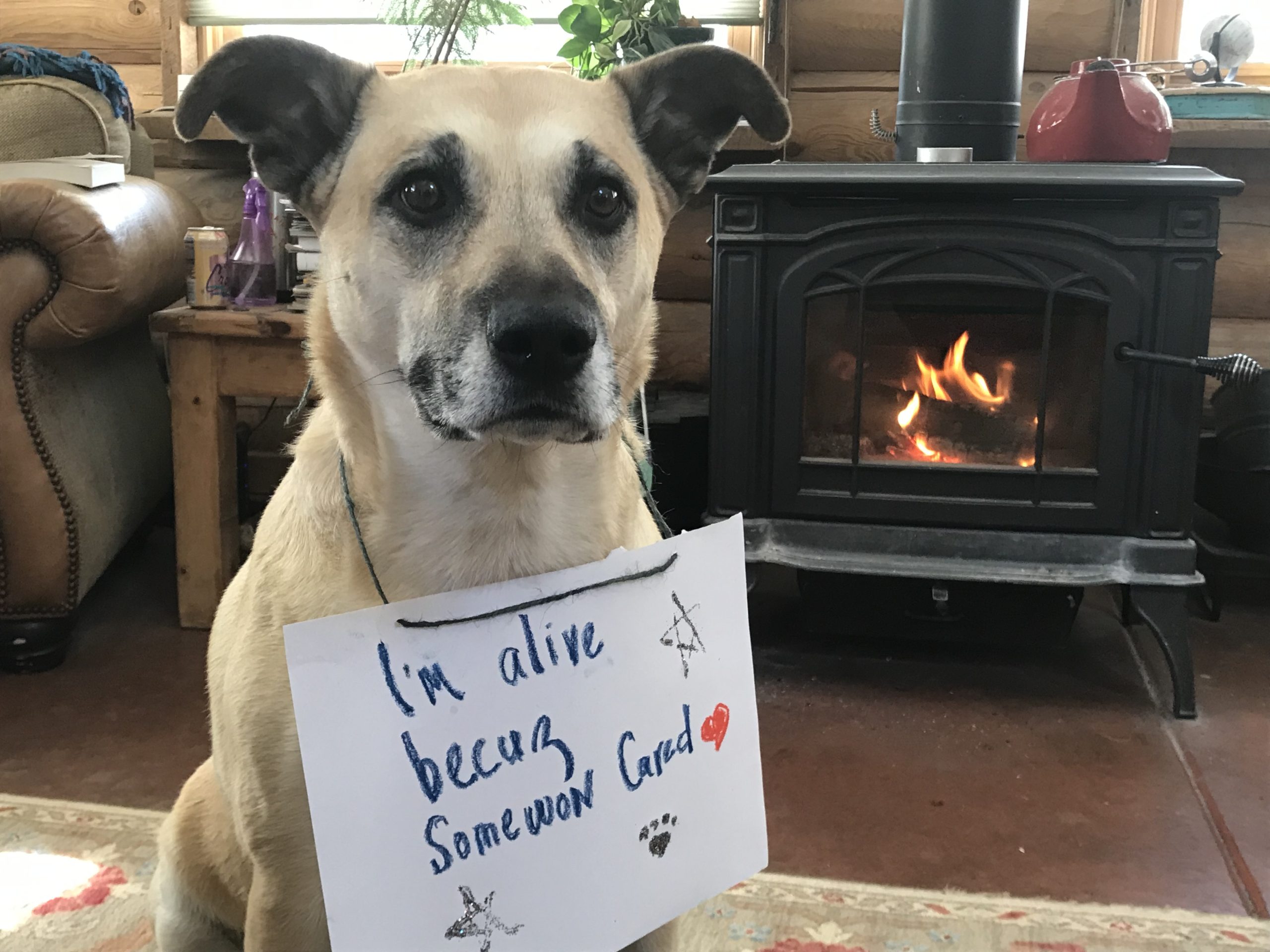 Shall we Rescue Dog Advocates Create a Culture of Caring for Texas ...