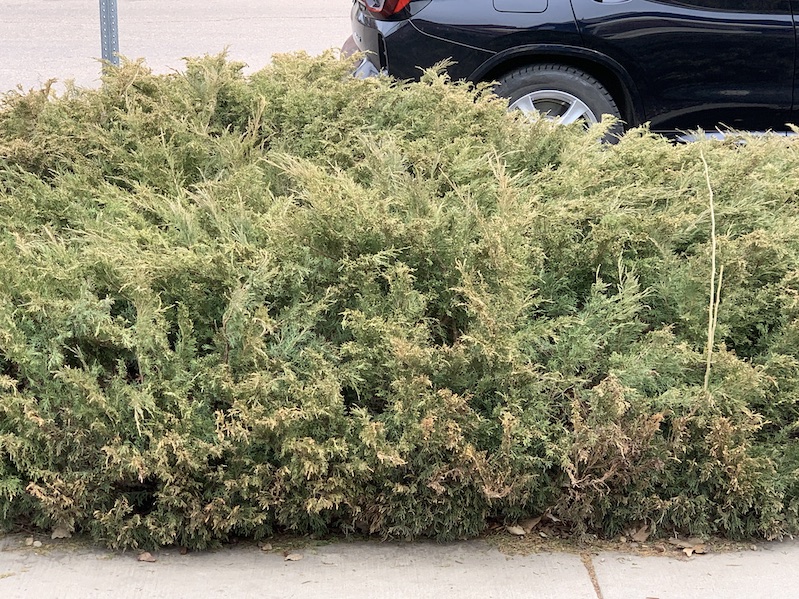 Elegy to a Boring Old Bush. | elephant journal