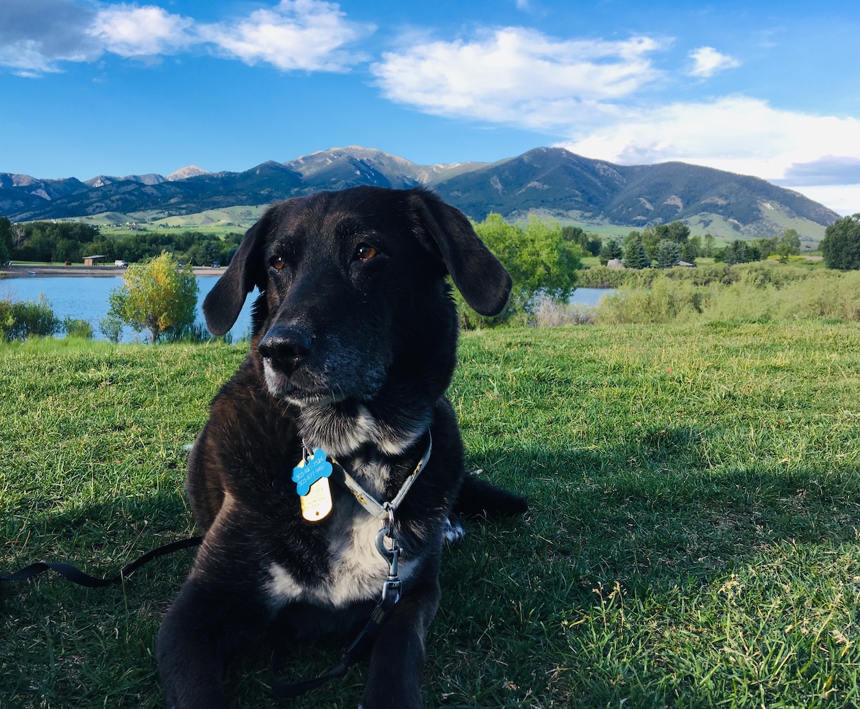 “Unleash your Joy”—& 9 Other Lessons from a Shelter Dog who Became ...