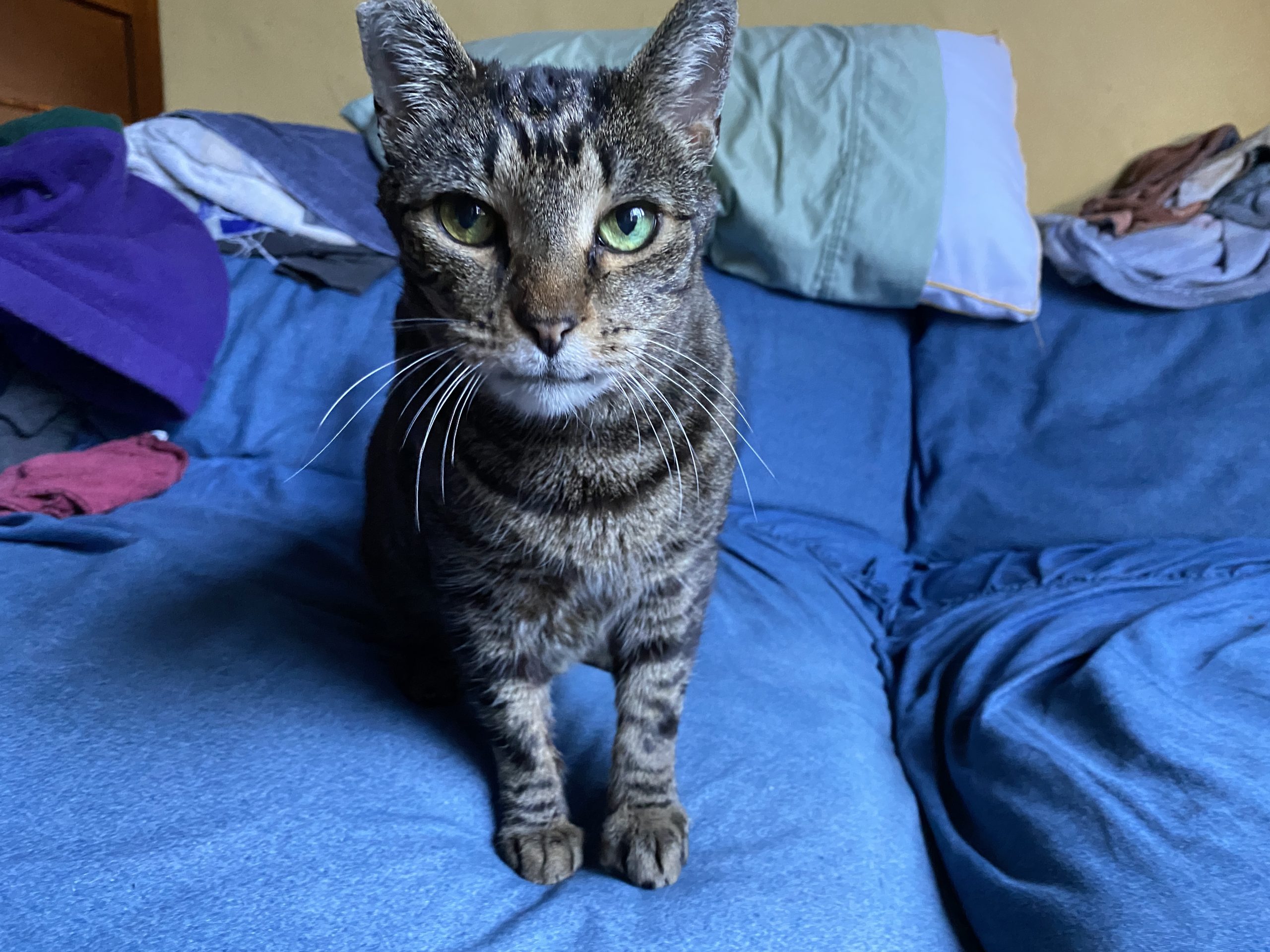 Our Aging Companion Animals. | elephant journal