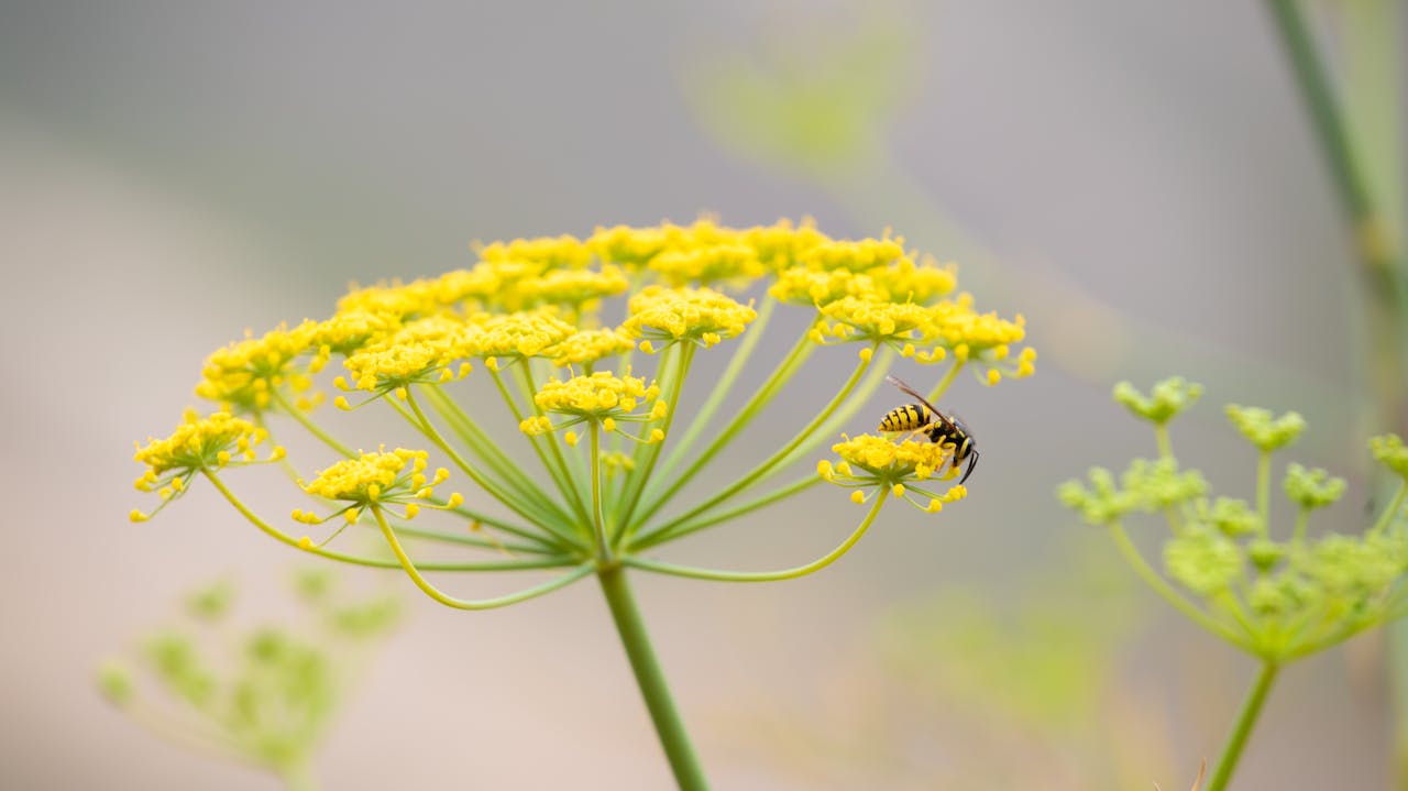 Wasp Season—an Unlikely Reminder of our own Values. | elephant journal